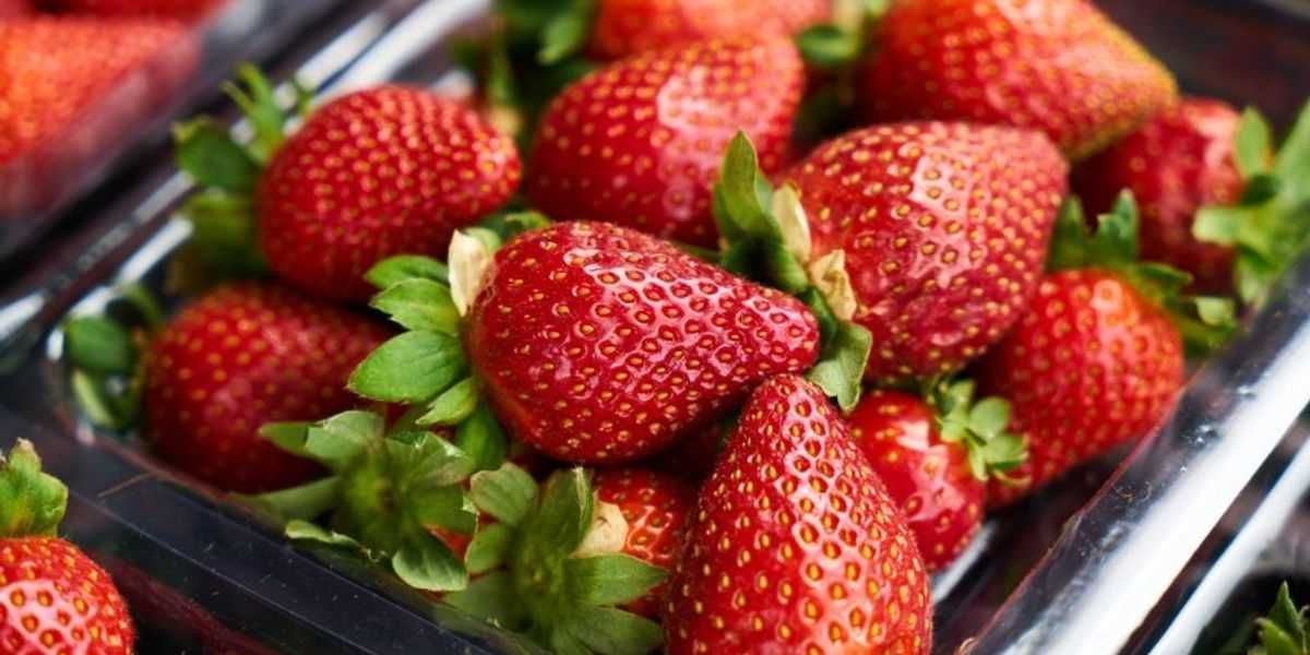 Innovative farm in Virginia can grow 4 million pounds of strawberries ...