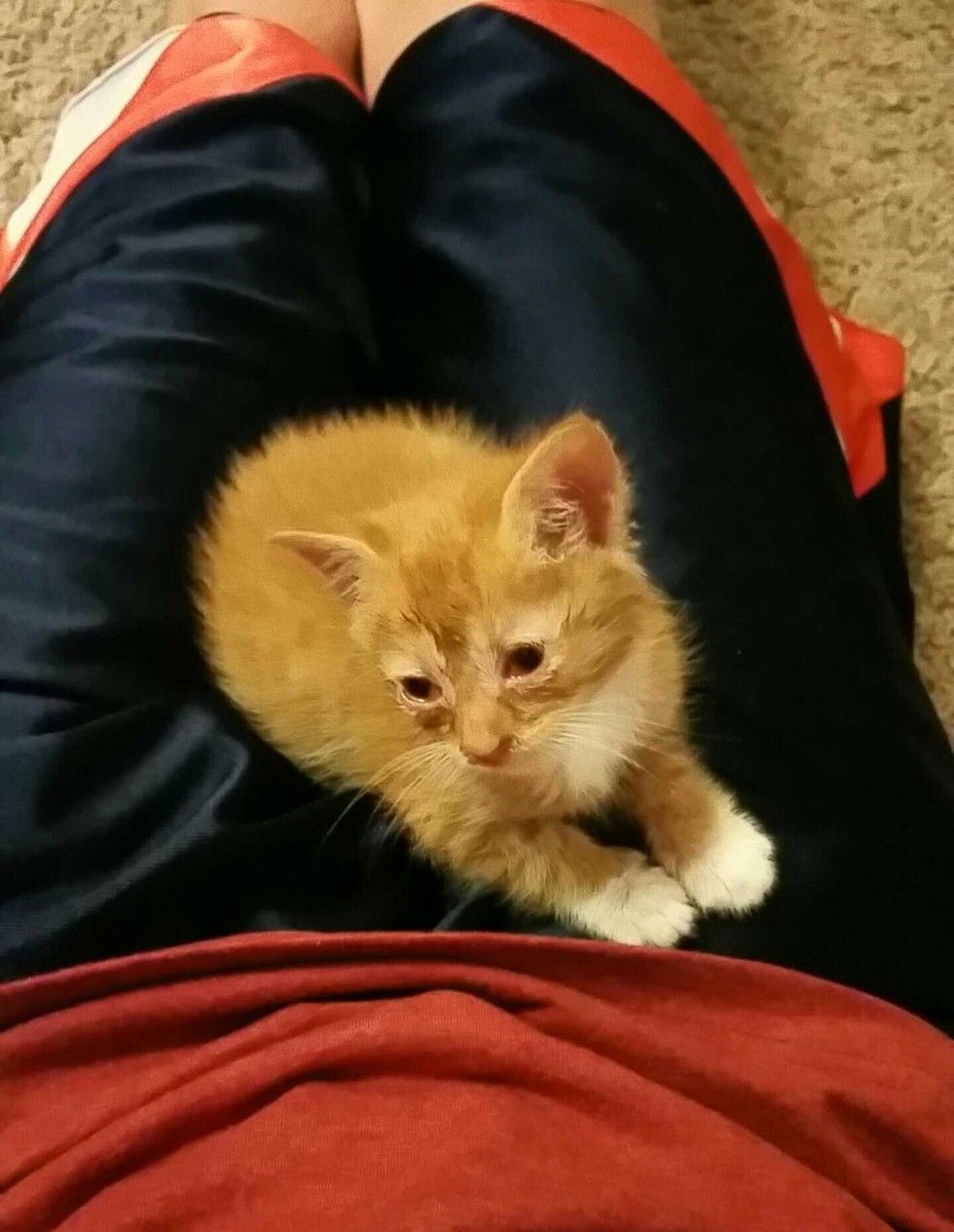 Man Saves Crying Kitten Found on His Doorstep, the Kitty Wouldn't Let ...