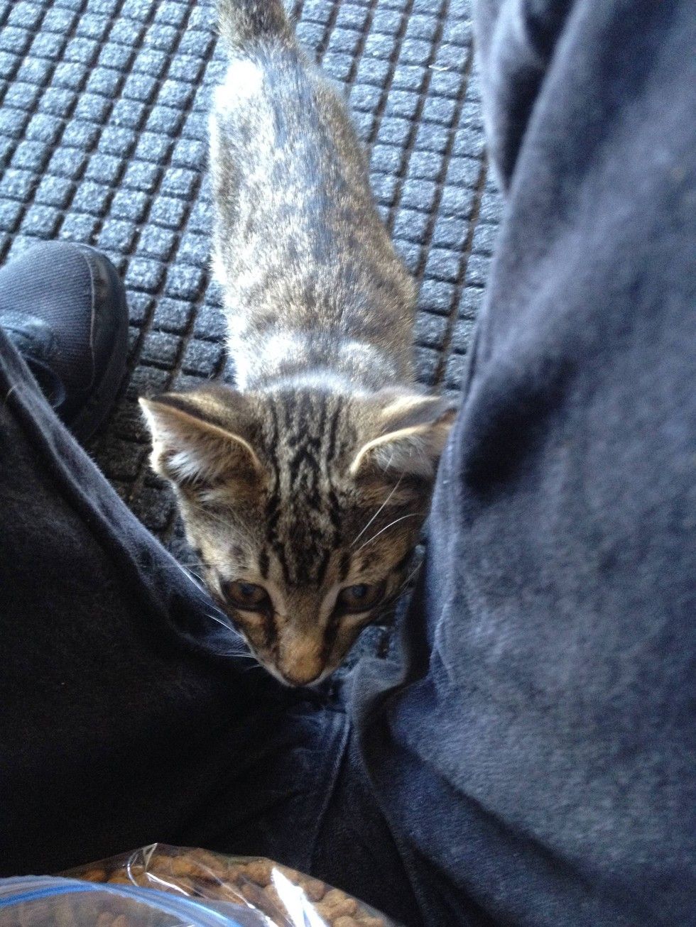 Man Helps Feral Kitten Feel Love and Trust, and Turns His Life Around ...