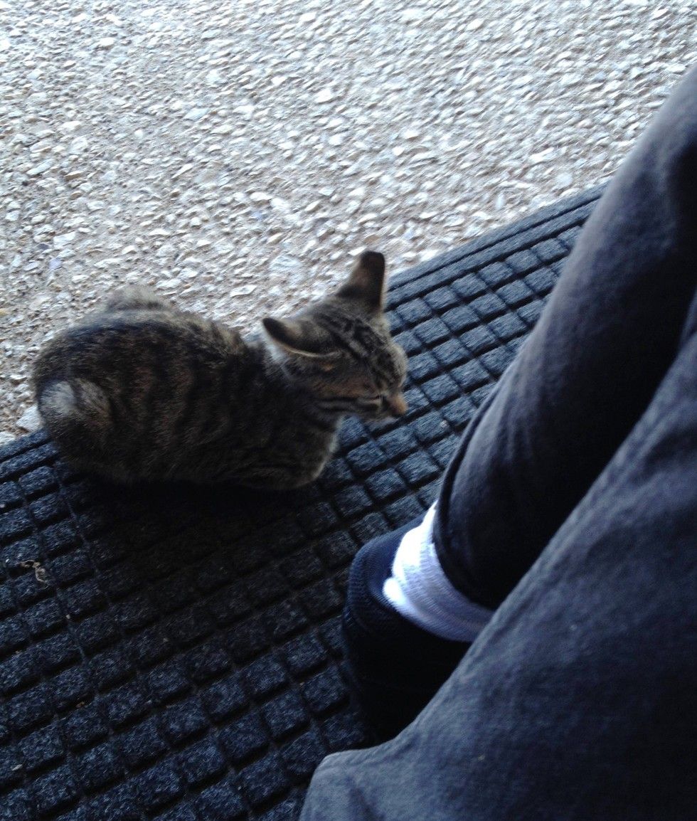 Man Helps Feral Kitten Feel Love and Trust, and Turns His Life Around ...