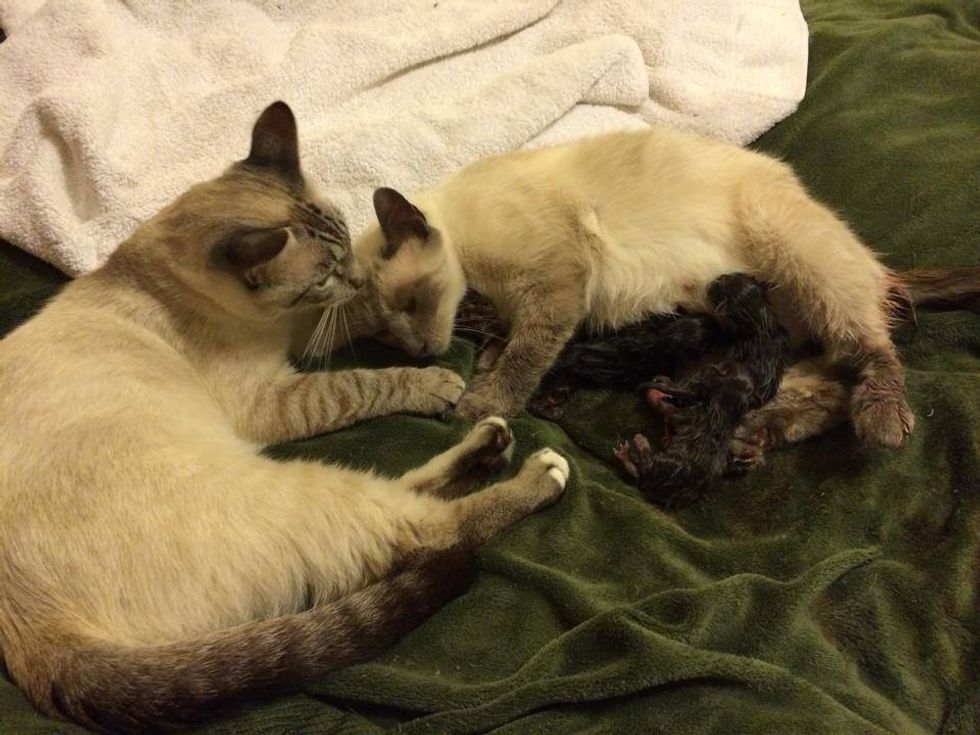 2 Bonded Siamese Cats Reunited at Foster Home, the Cat Father Never ...