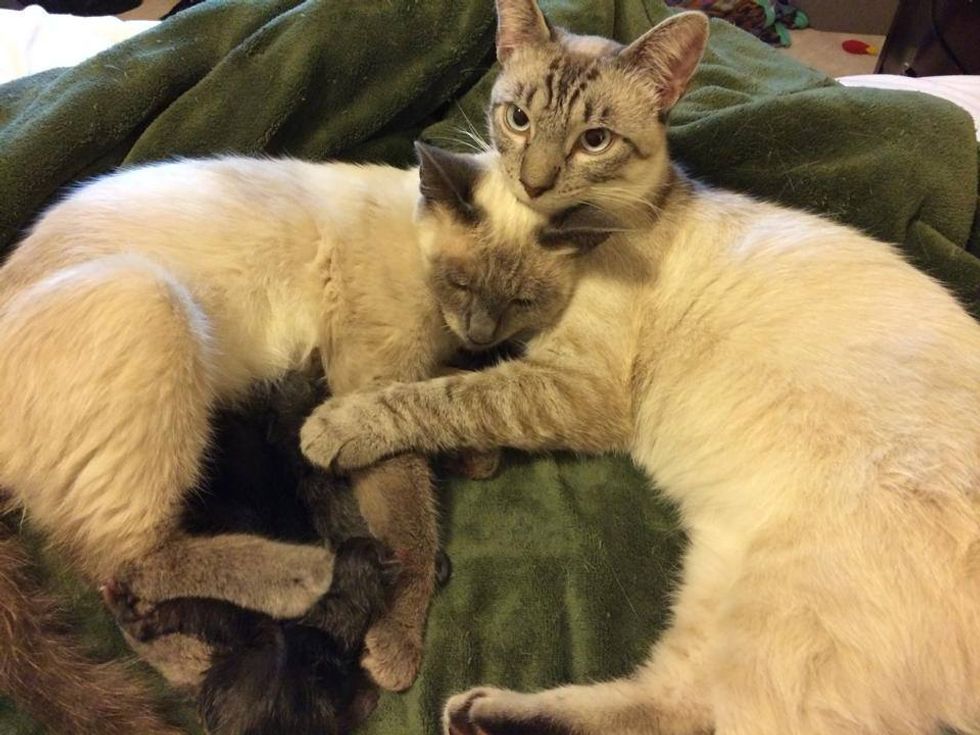 2 Bonded Siamese Cats Reunited at Foster Home, the Cat Father Never ...