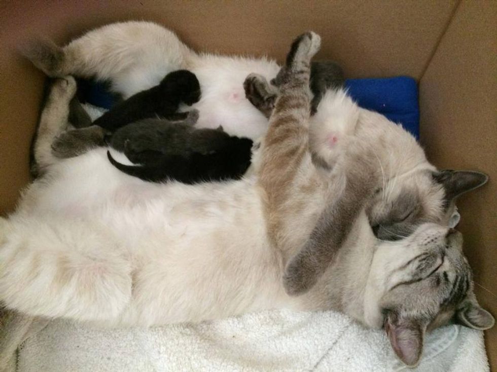 2 Bonded Siamese Cats Reunited at Foster Home, the Cat Father Never ...