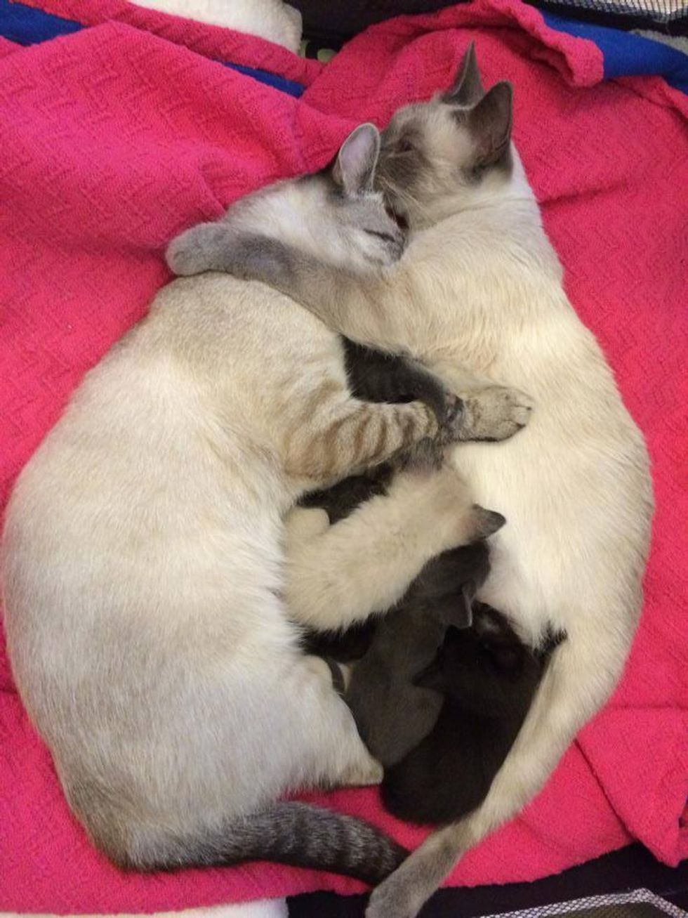 2 Bonded Siamese Cats Reunited at Foster Home, the Cat Father Never ...