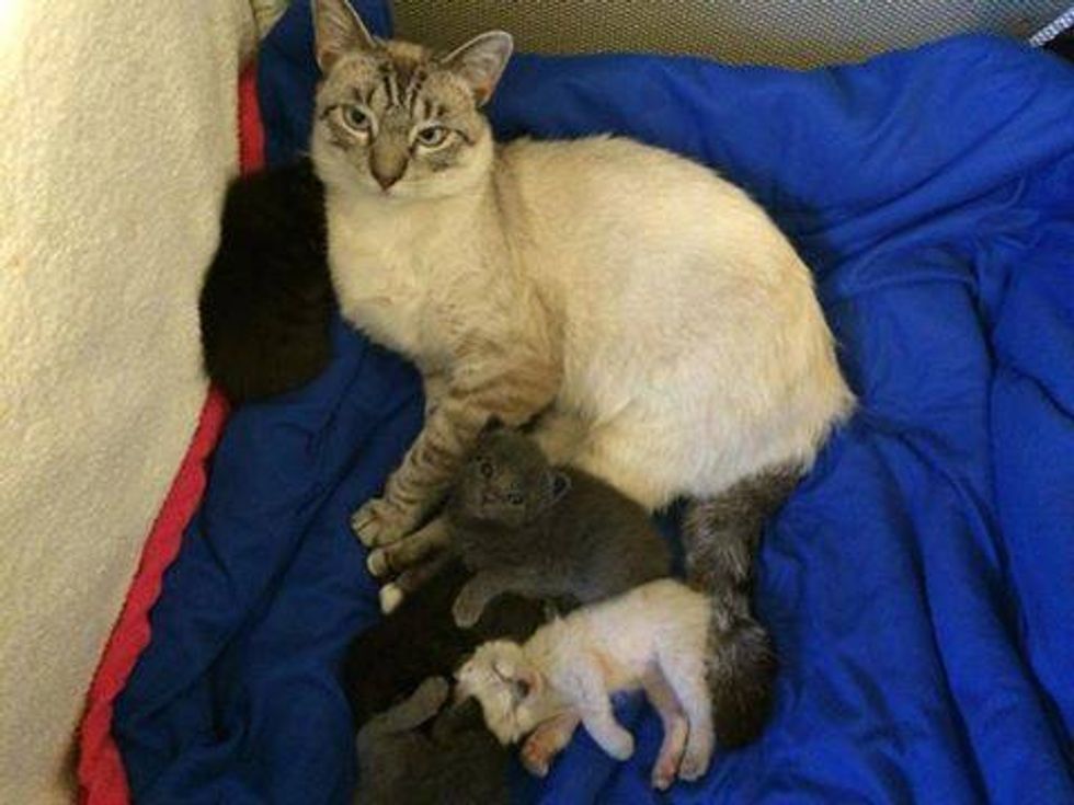 2 Bonded Siamese Cats Reunited at Foster Home, the Cat Father Never ...