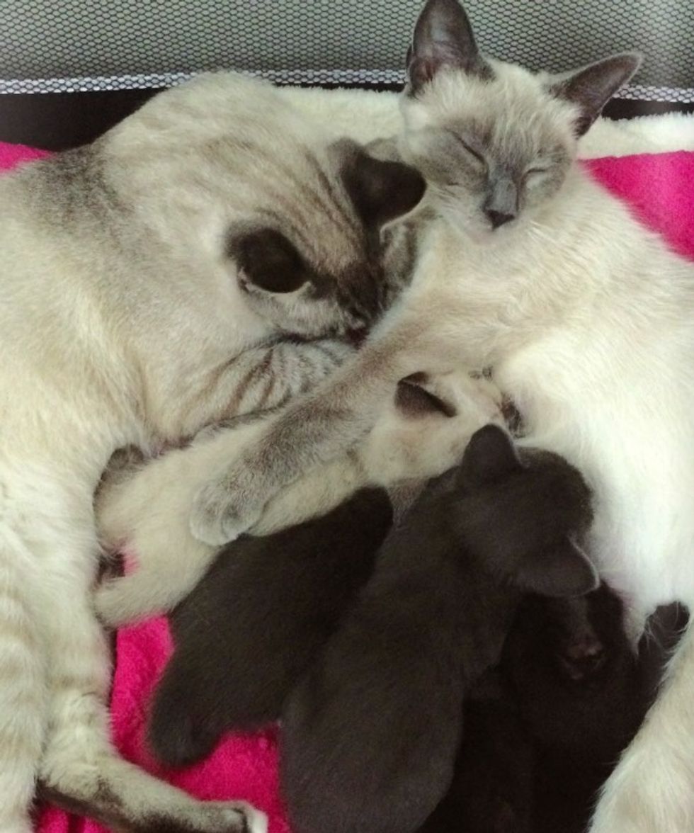 2 Bonded Siamese Cats Reunited at Foster Home, the Cat Father Never ...