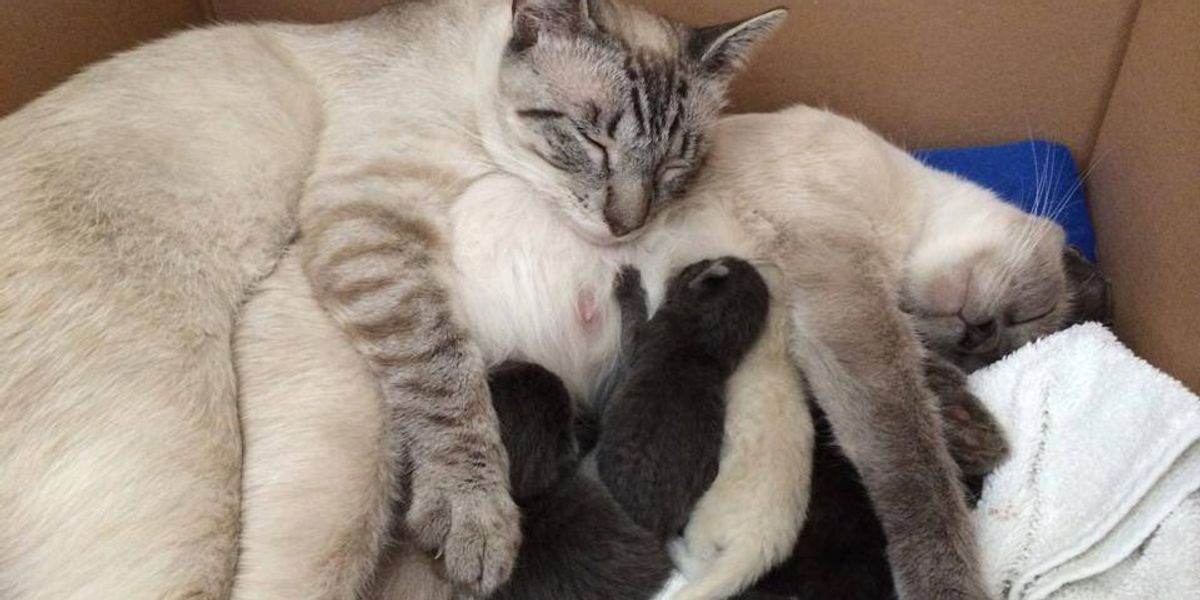 2 Bonded Siamese Cats Reunited at Foster Home, the Cat Father Never ...