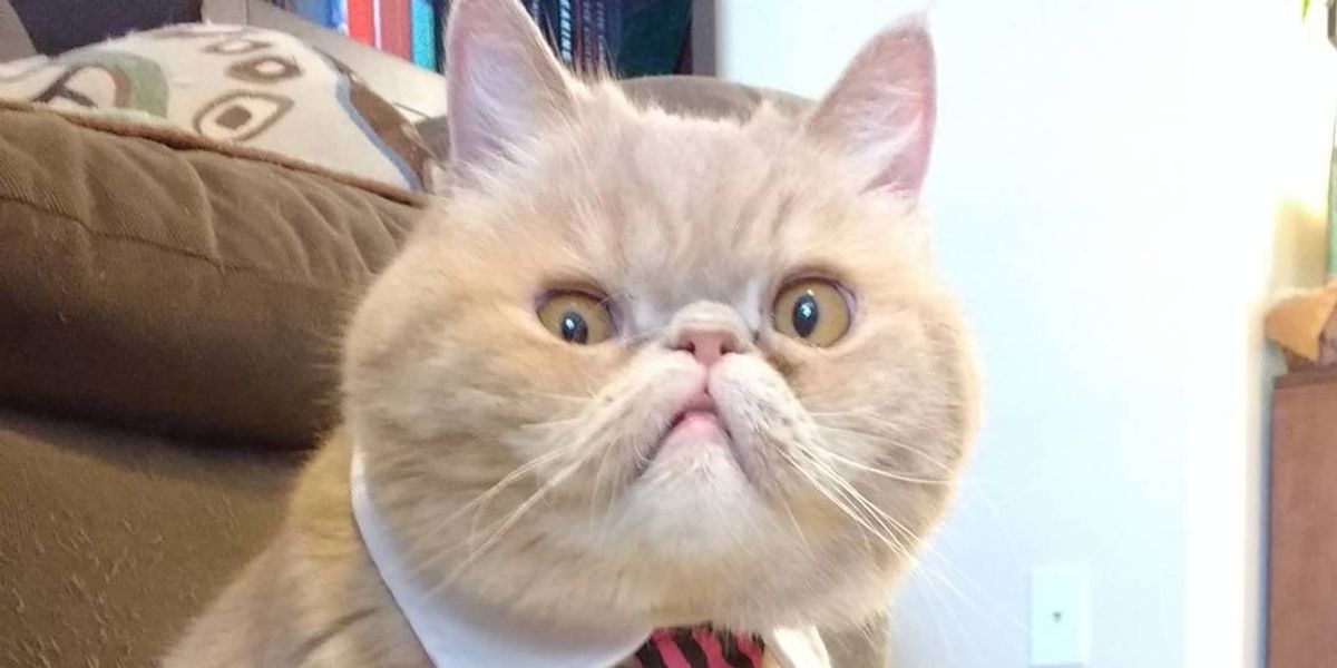 Cat Lost His Snaggletooth, but Didn't Lose His Good Looks - Love Meow