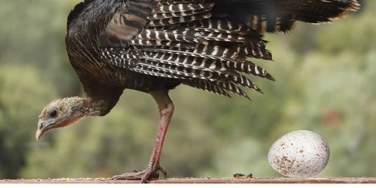 Why do we eat chicken eggs, duck eggs, and quail eggs, but not turkey ...