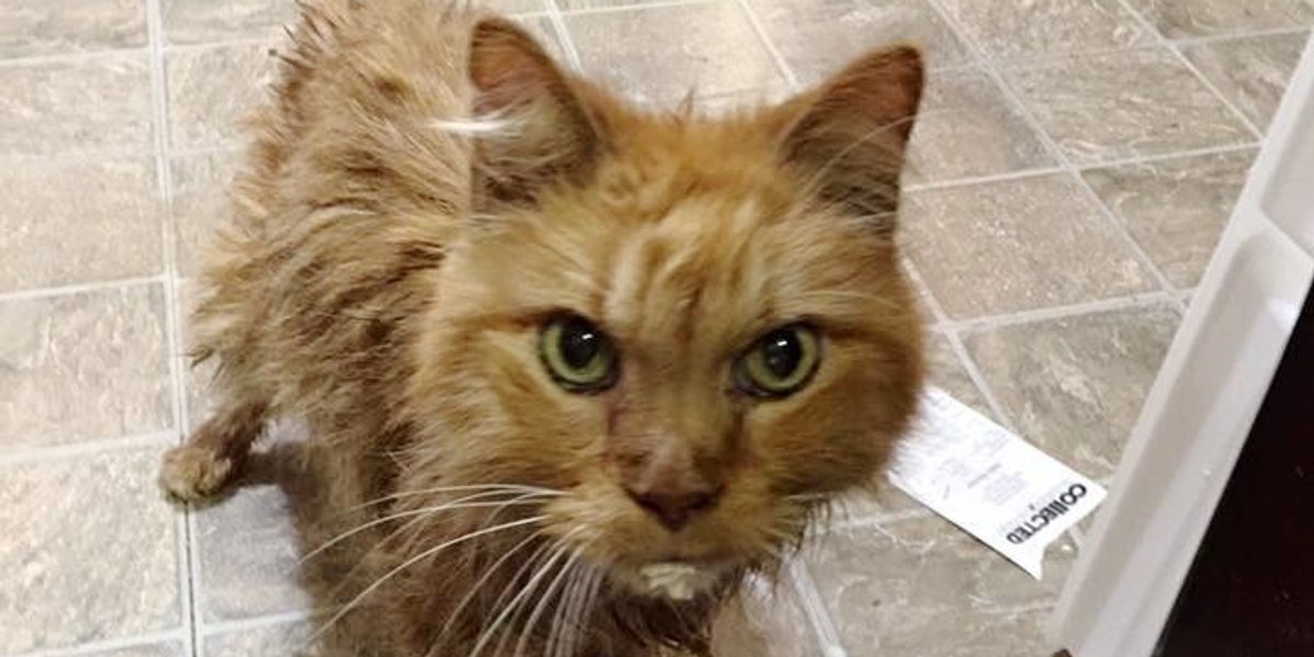 20 Year Old Cat is So Happy to Be Given a Home, He Can't Stop Purring ...