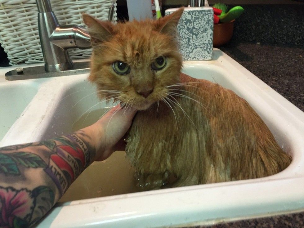 20 Year Old Cat is So Happy to Be Given a Home, He Can't Stop Purring ...