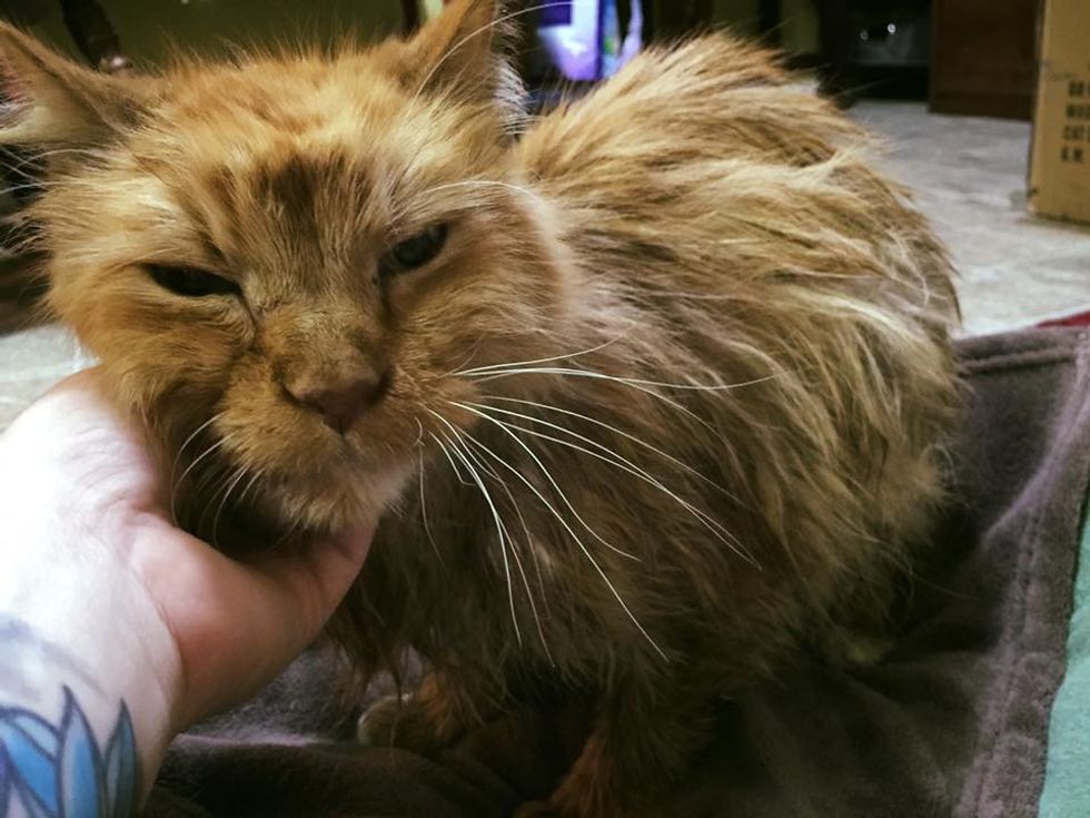 20 Year Old Cat is So Happy to Be Given a Home, He Can't Stop Purring ...