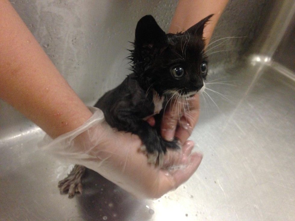 Kitten Rescued from Under a Car Has the Loudest Pipes - Love Meow