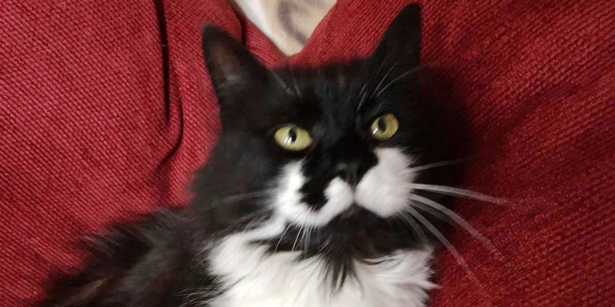 10-year-old Cat Brings Home "Gifts" She Takes from Neighbors, Most of ...