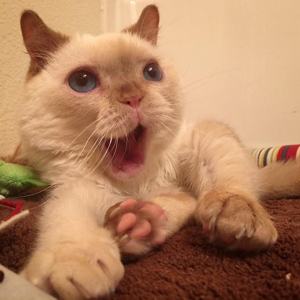 Couple Found 3-legged Cat on Trail and Brought Him Back to Life - Love Meow