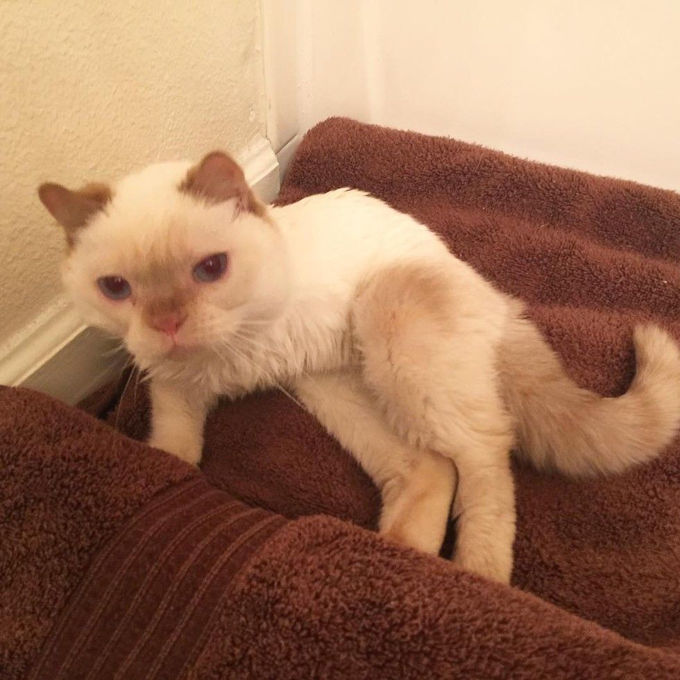 Couple Found 3-legged Cat on Trail and Brought Him Back to Life - Love Meow