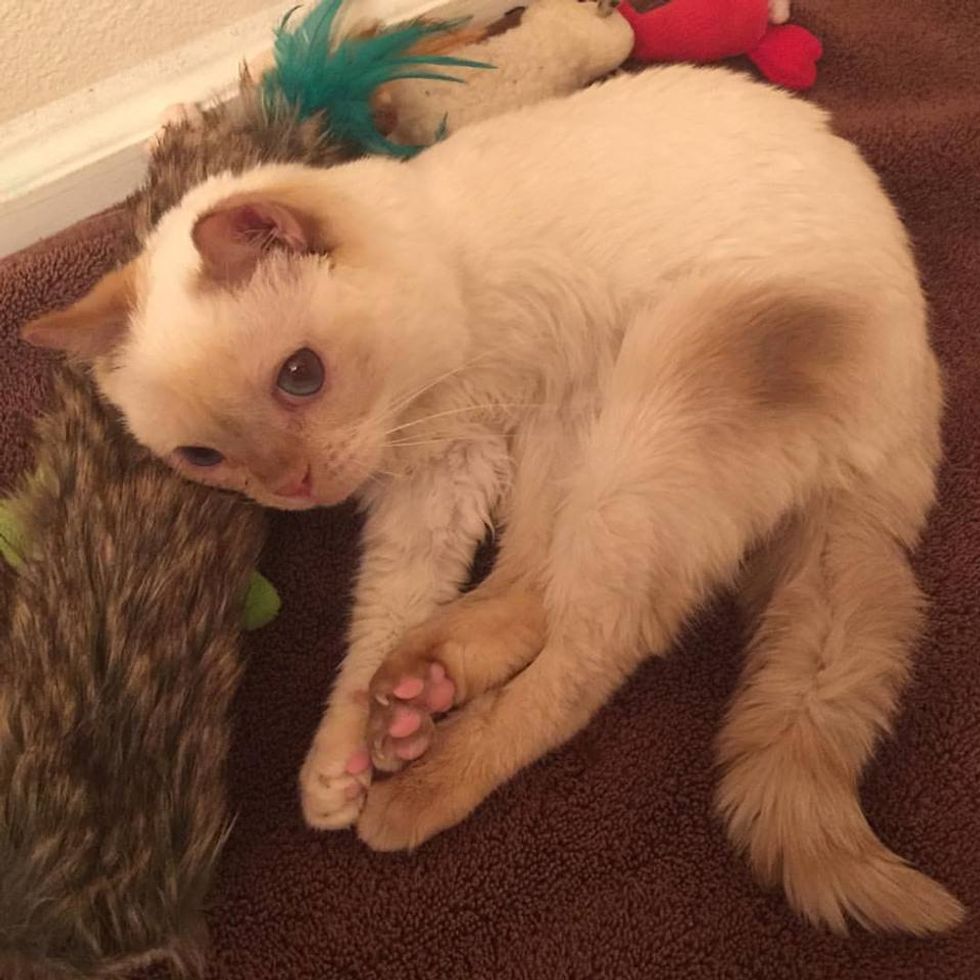 Couple Found 3-legged Cat on Trail and Brought Him Back to Life - Love Meow