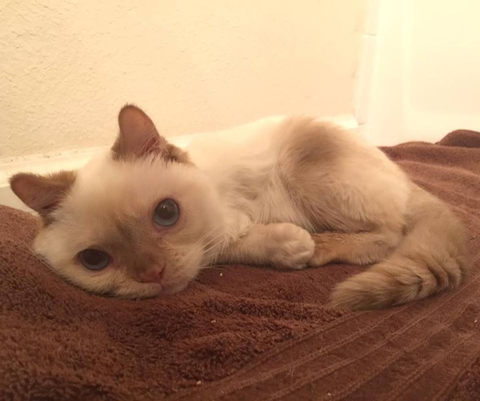 Couple Found 3-legged Cat on Trail and Brought Him Back to Life - Love Meow