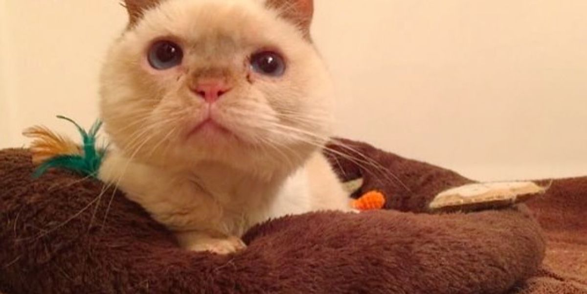 Couple Found 3-legged Cat on Trail and Brought Him Back to Life - Love Meow