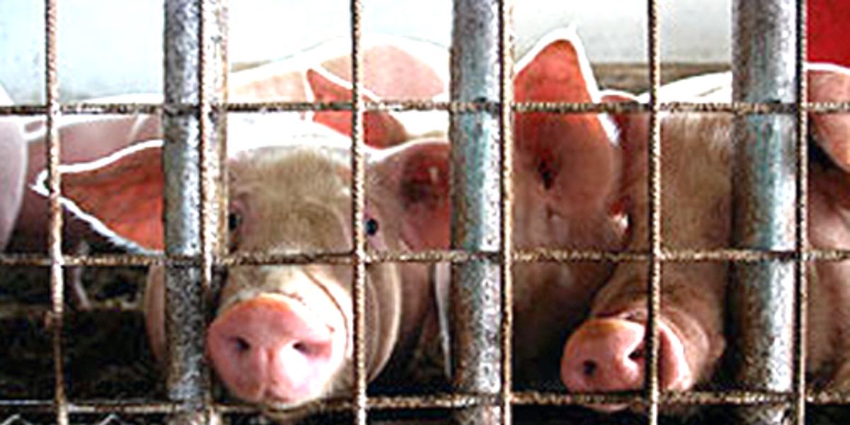 How Factory Farming Contributes to Global Warming - EcoWatch