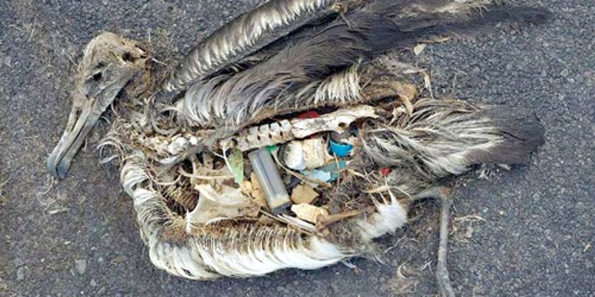 Stomach Contents of Seabirds Show that Marine Plastic Pollution Is out ...