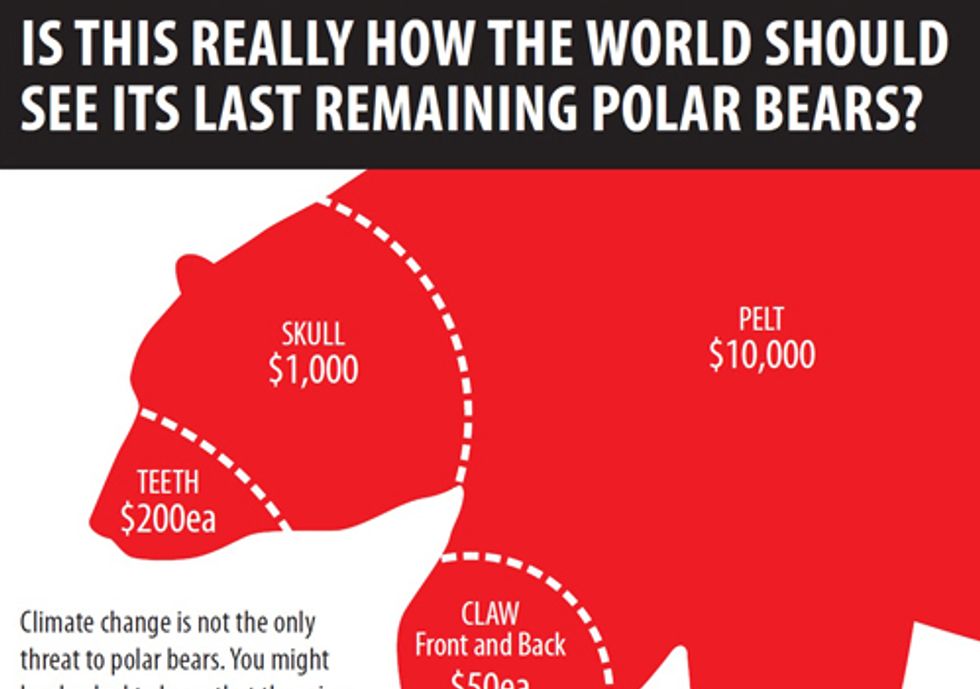 Stop the Killing of More Than 500 Polar Bears Each Year from ...