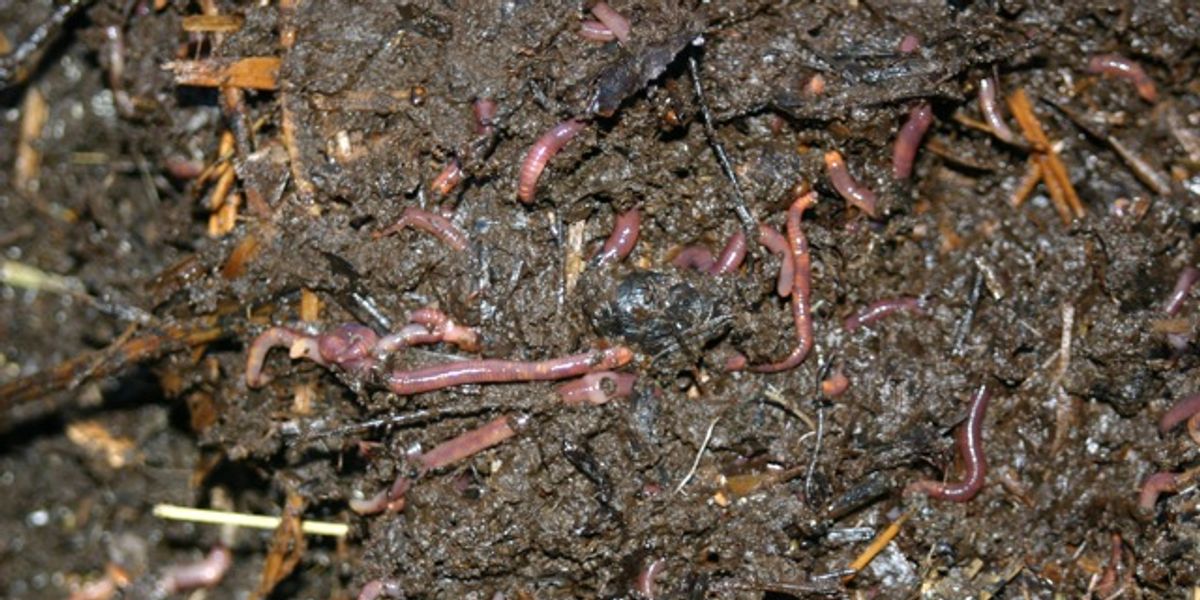 Vermiculture: An Easy Alternative to Outdoor Composting - EcoWatch