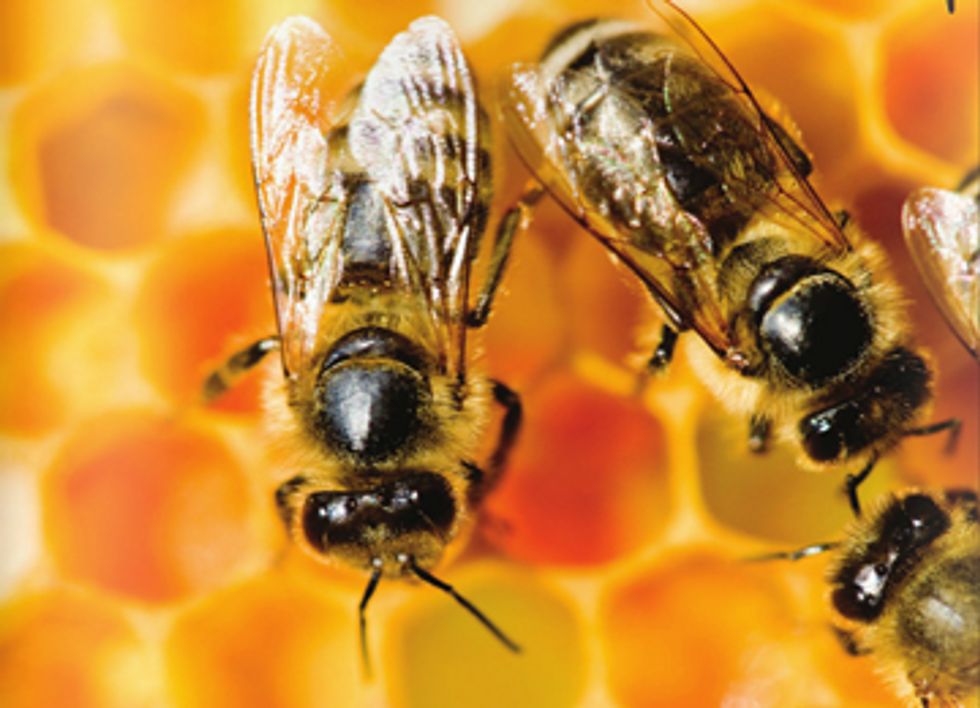Worldwide Honey Bee Collapse: A Lesson in Ecology - EcoWatch