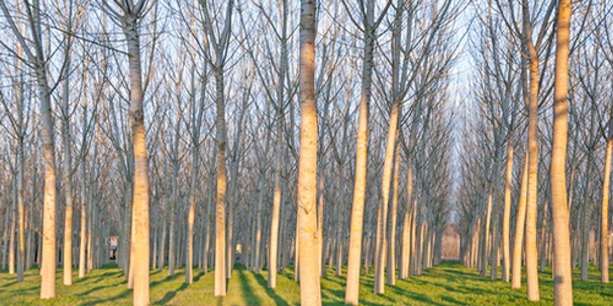 Genetically Engineering Trees for Biofuel Undermines Real Energy and ...