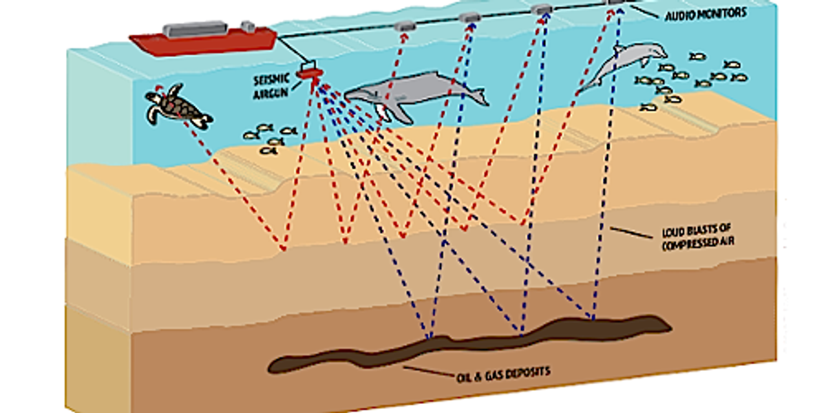 U.S. to Allow Seismic Airgun Testing for Offshore Drilling Exploration ...