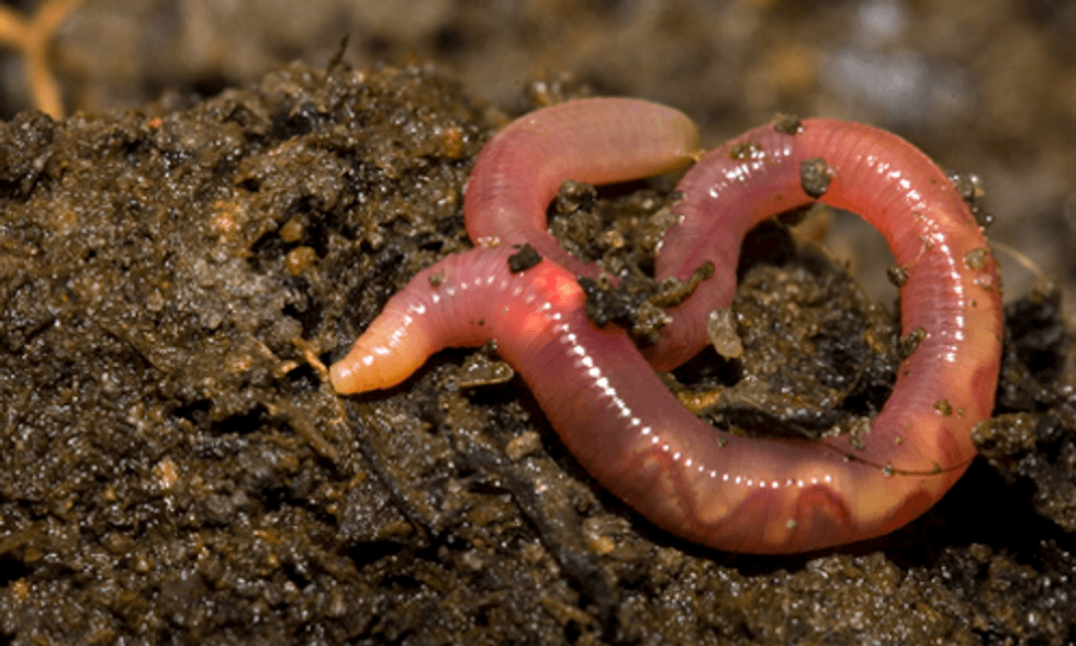 10 Interesting Facts About Earthworms EcoWatch 10 Interesting Facts About Earthworms EcoWatch