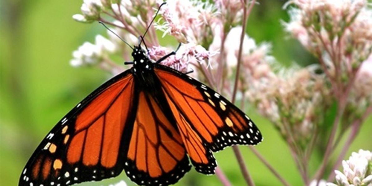 David Suzuki: How to Save the Monarch Butterfly - EcoWatch