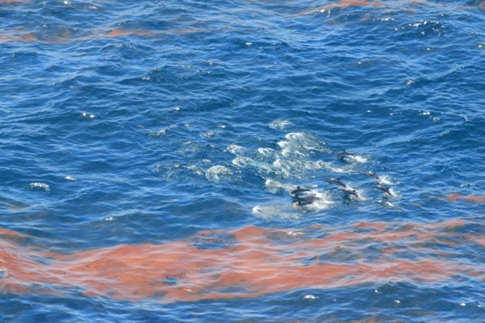 Record Dolphin Die-Off Linked to Gulf Oil Spill - EcoWatch
