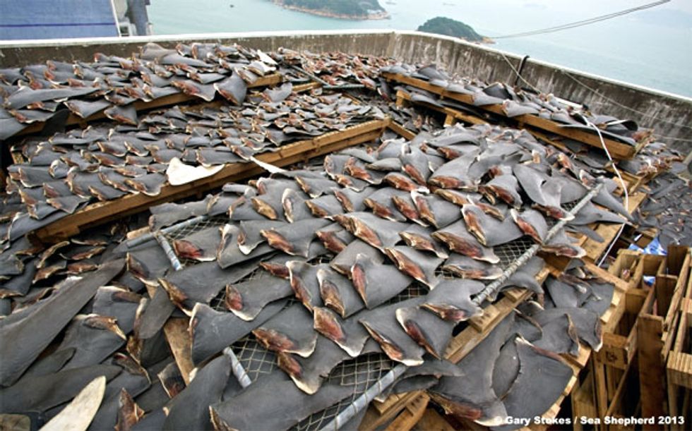 Shark Finning Kills 100 Million Sharks a Year, International Commission ...