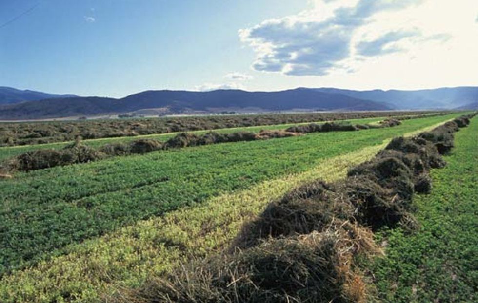 Monsanto's Genetically Engineered Roundup Ready Alfalfa Has Gone Wild ...