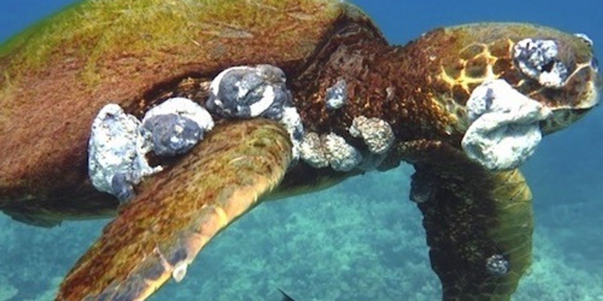 Gruesome Tumors on Sea Turtles Linked to Climate Change and Pollution ...