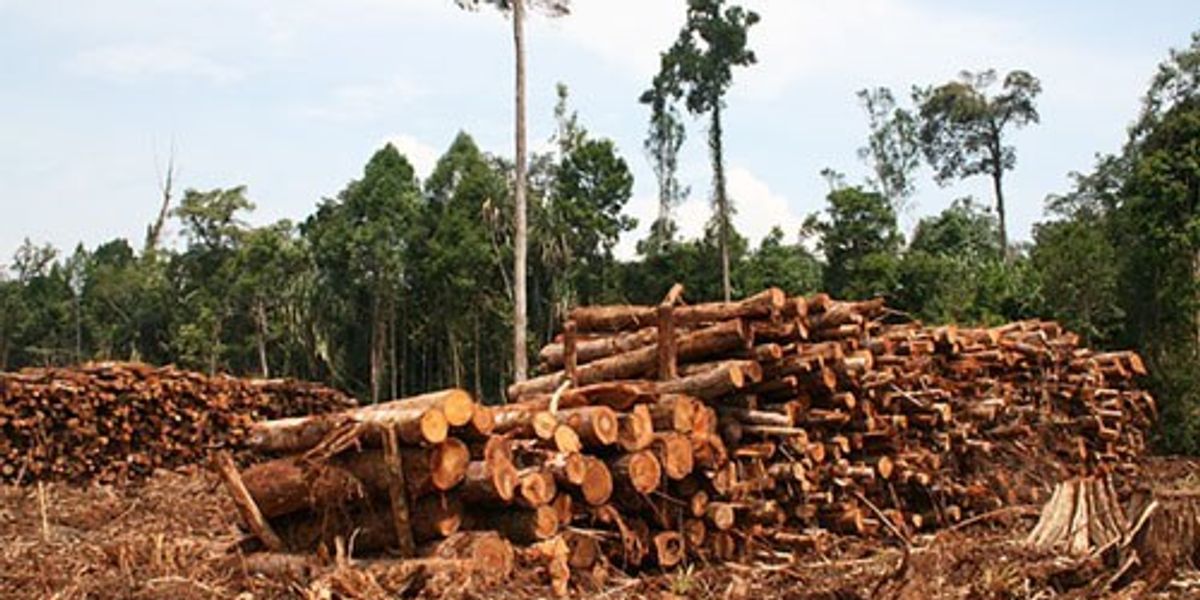 3 Ways the Marketplace Could End Rainforest Deforestation - EcoWatch