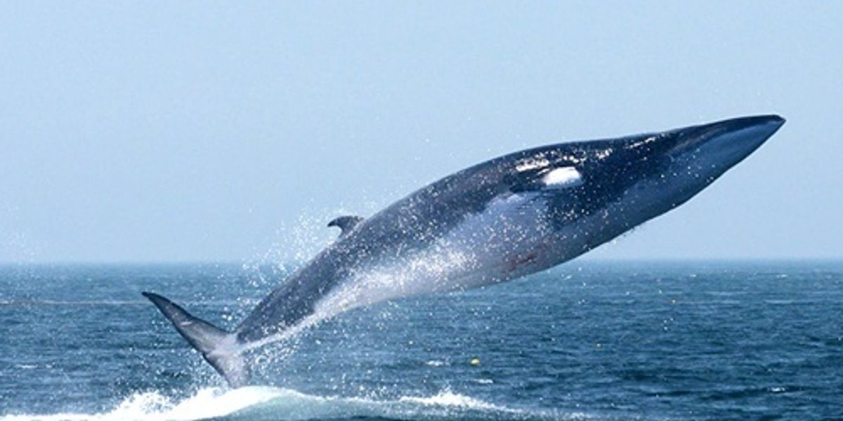 How You Can Help Save the Whales by Eating the Right Fish - EcoWatch