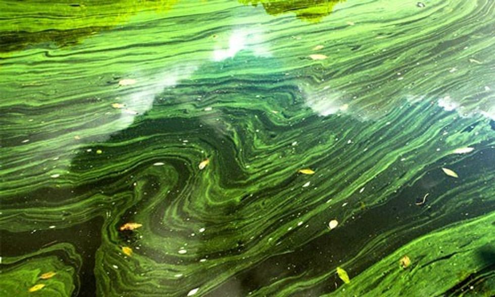 Scientists Turn Green Algae Into Biofuel at $50 a Barrel - EcoWatch