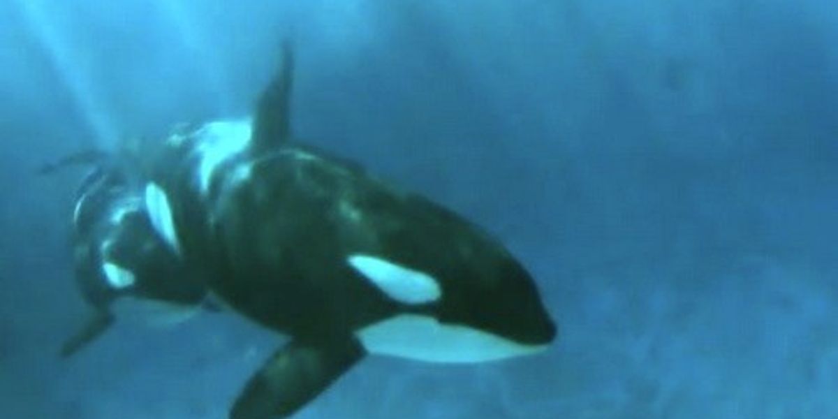 SeaWorld Orca Too 'Depressed' to Nurse Her Calf + 7 Other Reasons ...