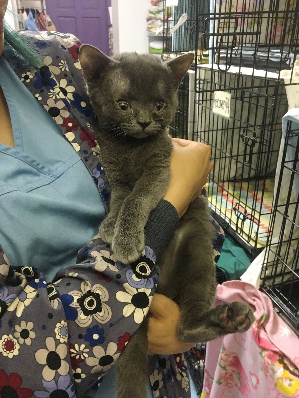 Cat Born Special Tells His Human Every Day How Happy He is to be Loved ...