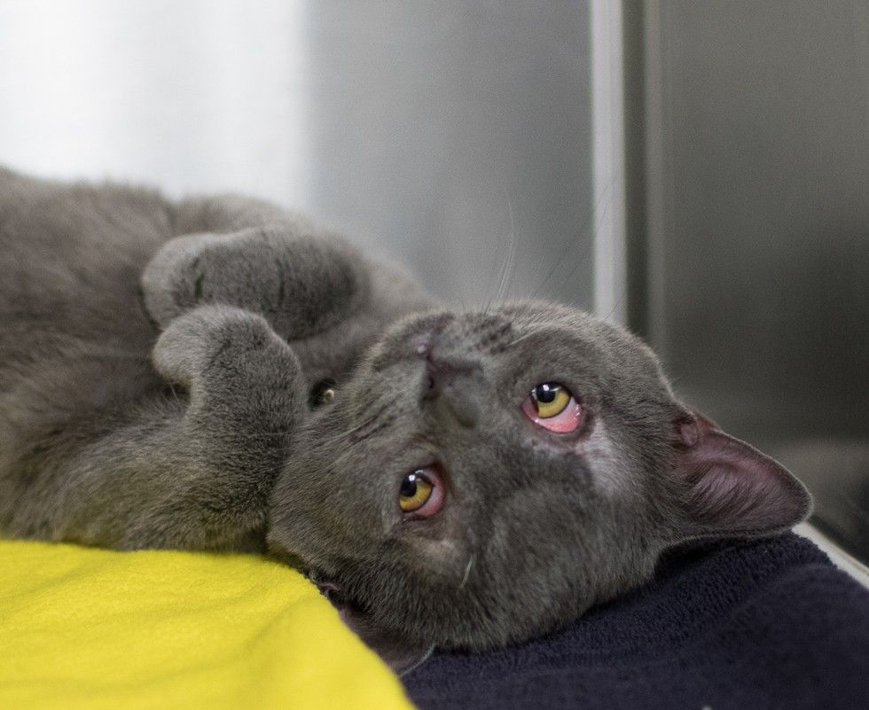 Cat Born Special Tells His Human Every Day How Happy He is to be Loved ...