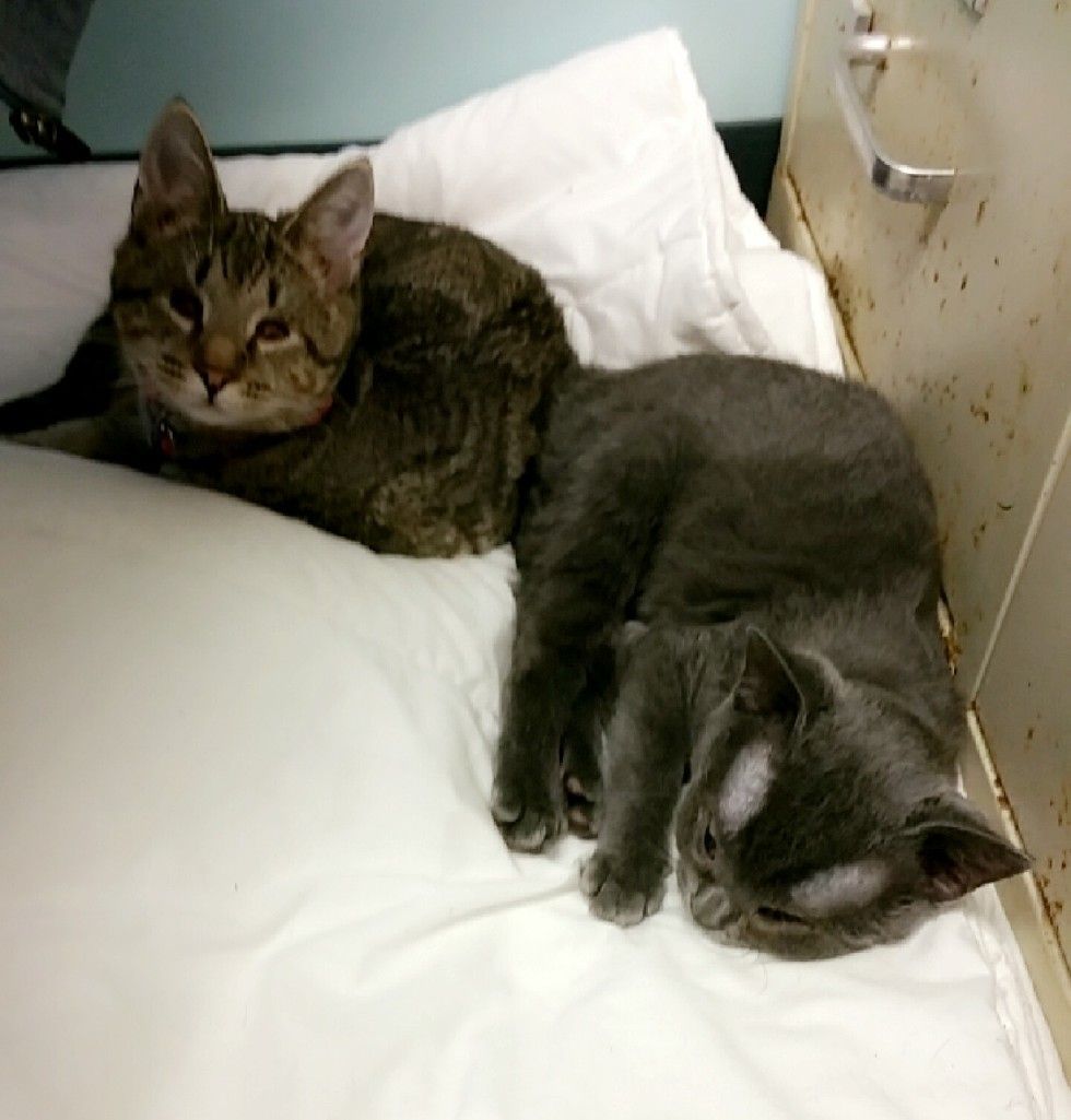 Cat Born Special Tells His Human Every Day How Happy He is to be Loved ...