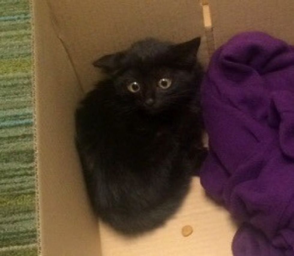 Scaredy Kitten Feels Love, What a Difference After Just a Few Pets ...