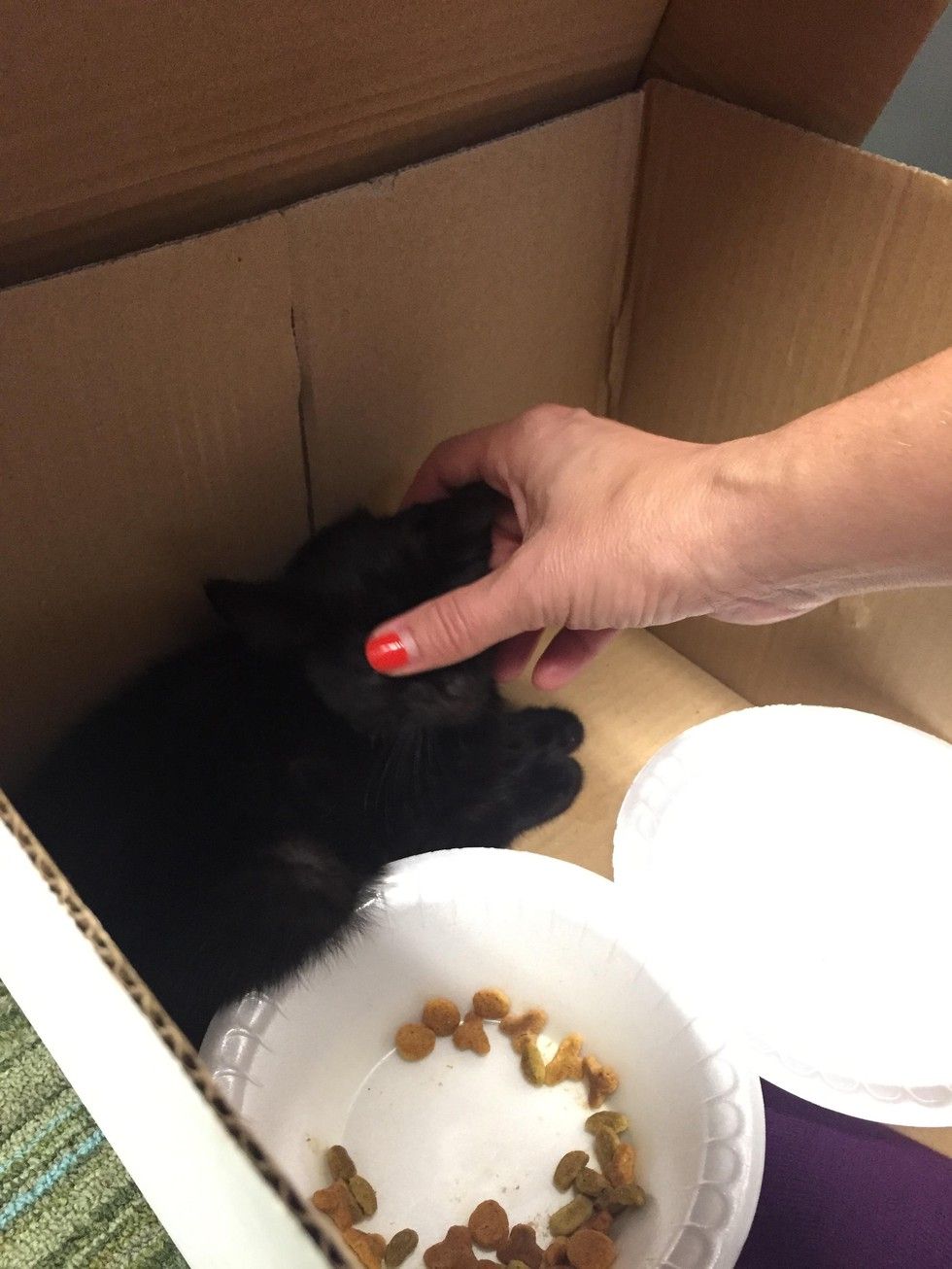 Scaredy Kitten Feels Love, What a Difference After Just a Few Pets ...