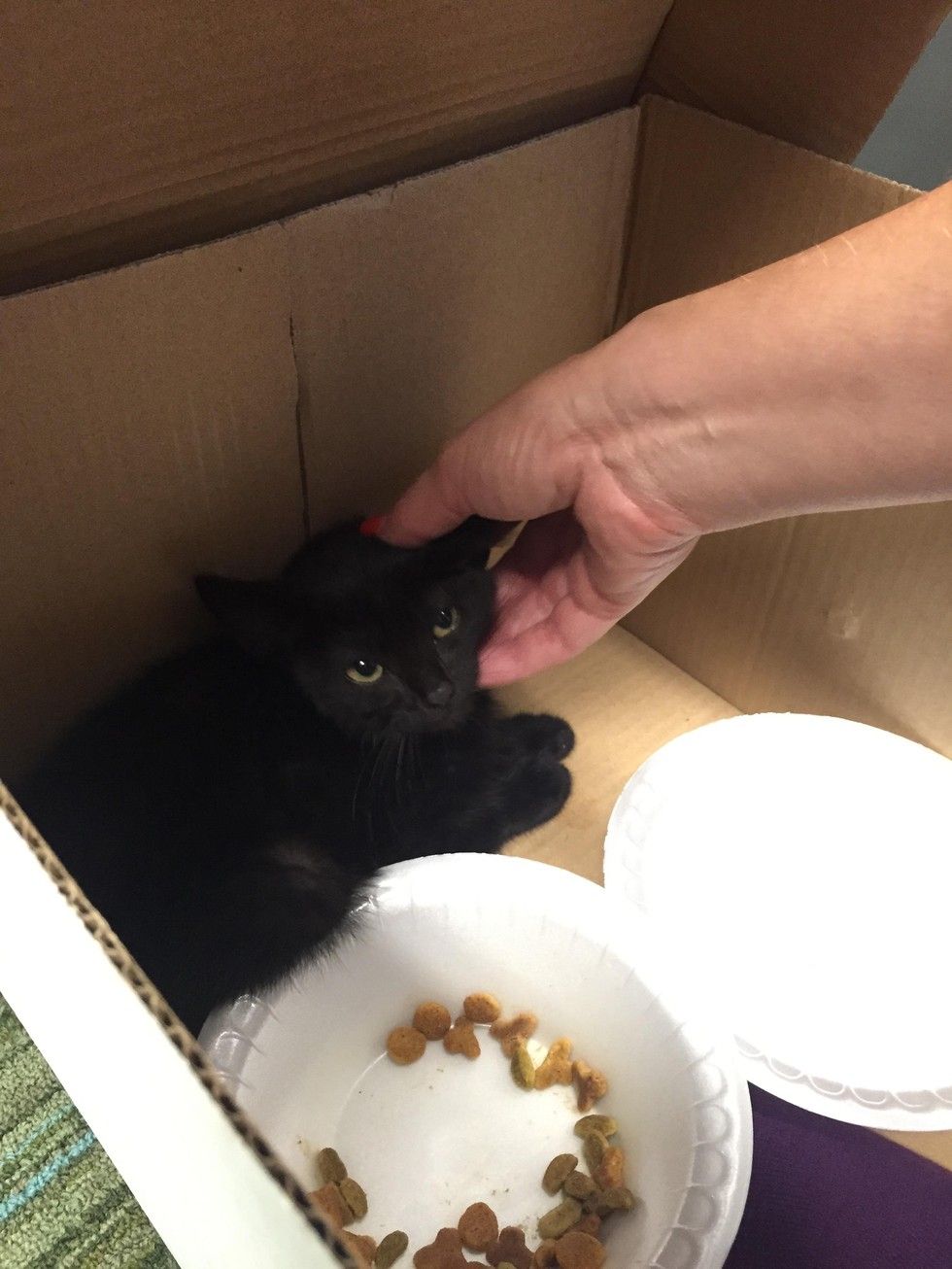 Scaredy Kitten Feels Love, What a Difference After Just a Few Pets ...