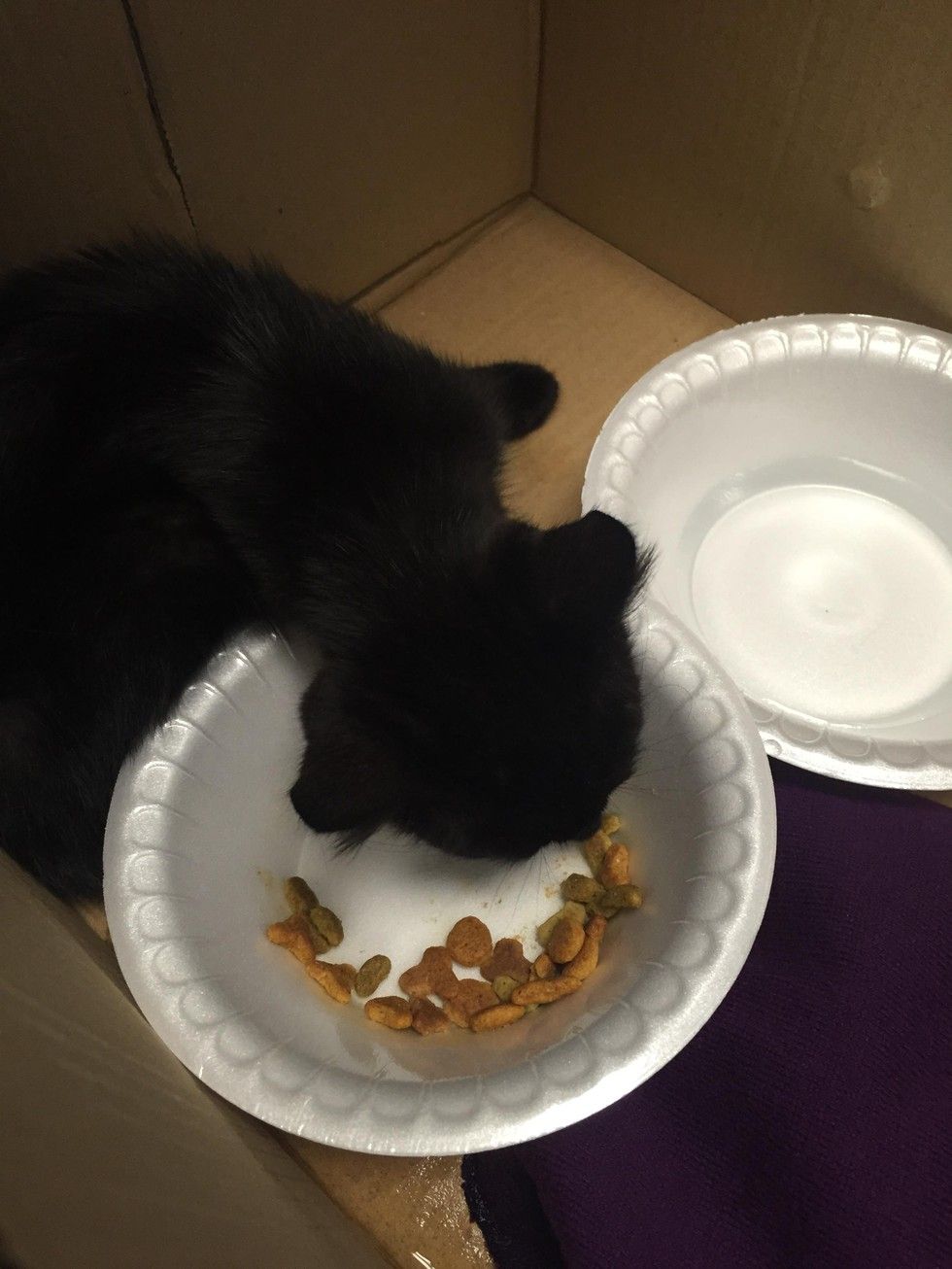 Scaredy Kitten Feels Love, What a Difference After Just a Few Pets ...