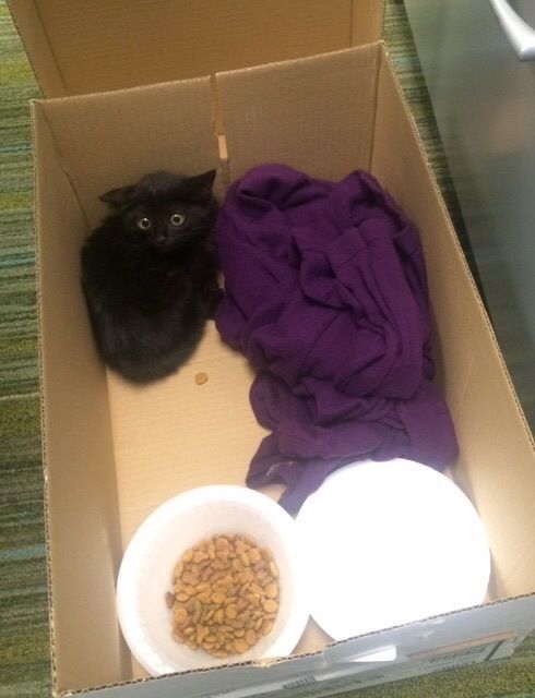 Scaredy Kitten Feels Love, What a Difference After Just a Few Pets ...