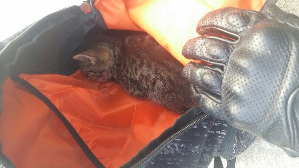 Man Rescues Kitten from the Road and Helps Him Walk Again - Love Meow