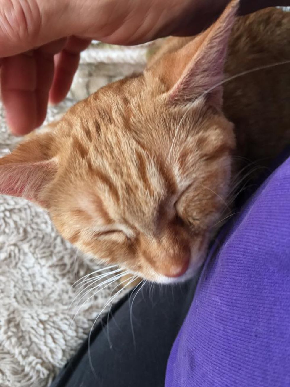 Woman Saves Kitten from Death Row in the Nick of Time and Turns Her ...